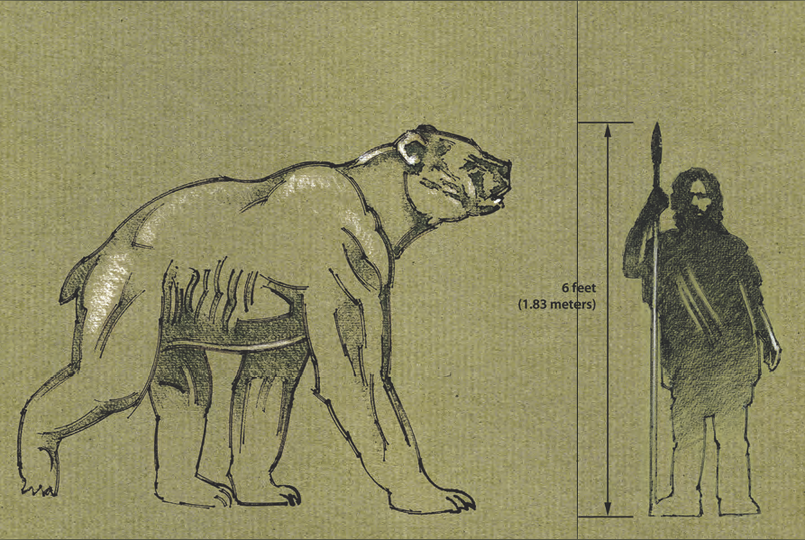 Museum of Natural History: Fossils from giant Ice Age bear now on ...