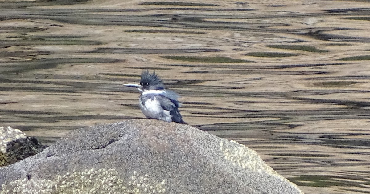 Notes from Halibut Point: Birds of the Quarry, 2 - The Kingfisher