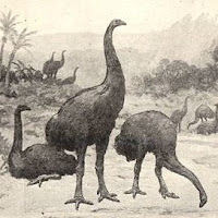 One fact about Elephant birds | Facts About All