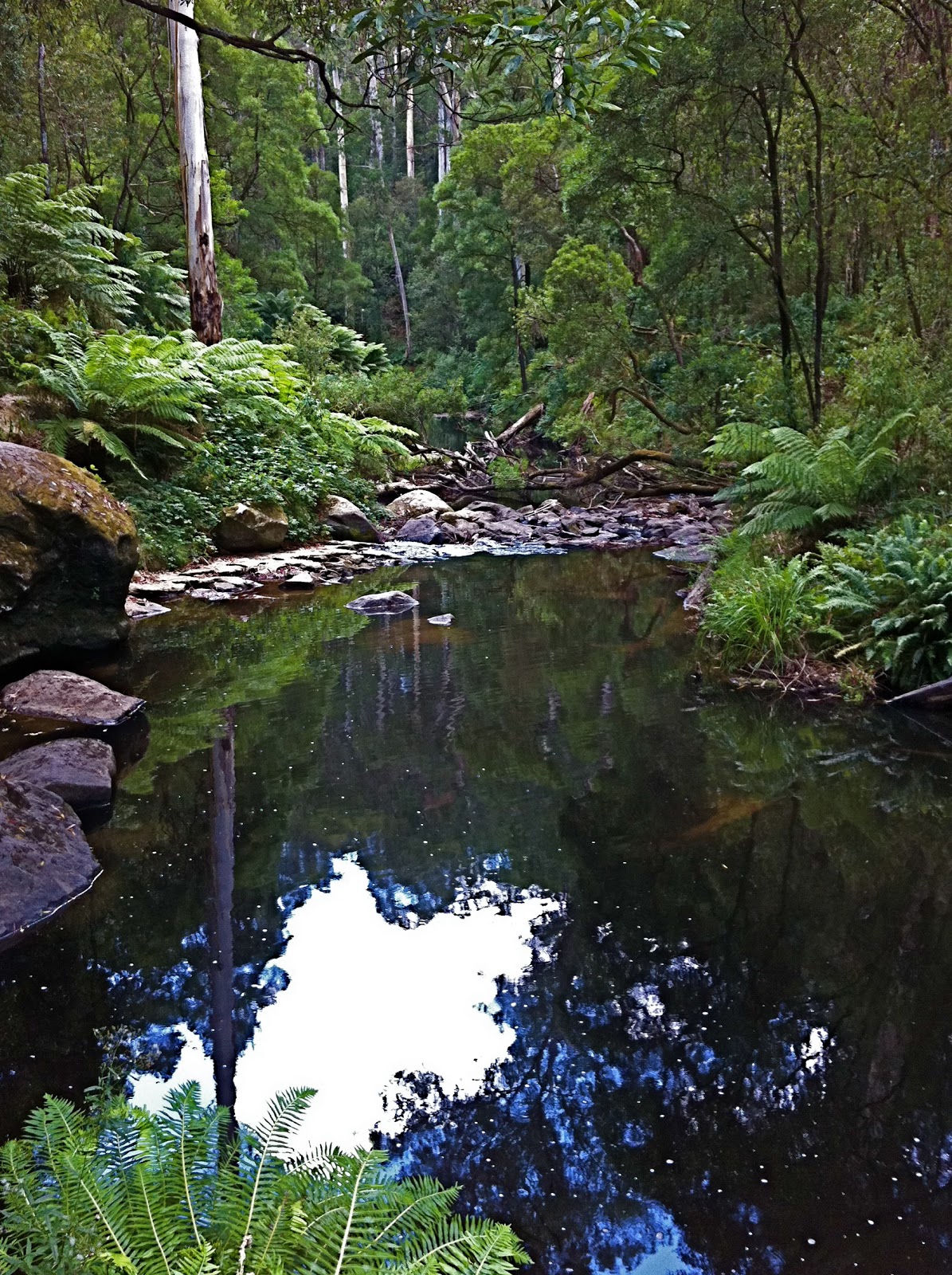 what was the middle thing?: gellibrand river