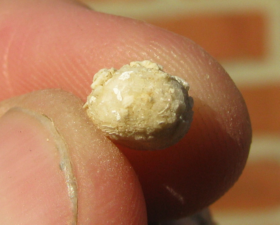 Views of the Mahantango: Salenia and Echinogalerus echinoids from Sweden