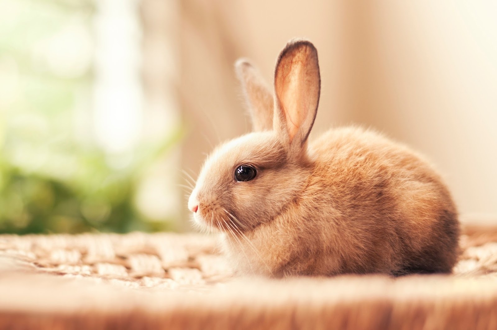 Bunnies and Rabbits facts