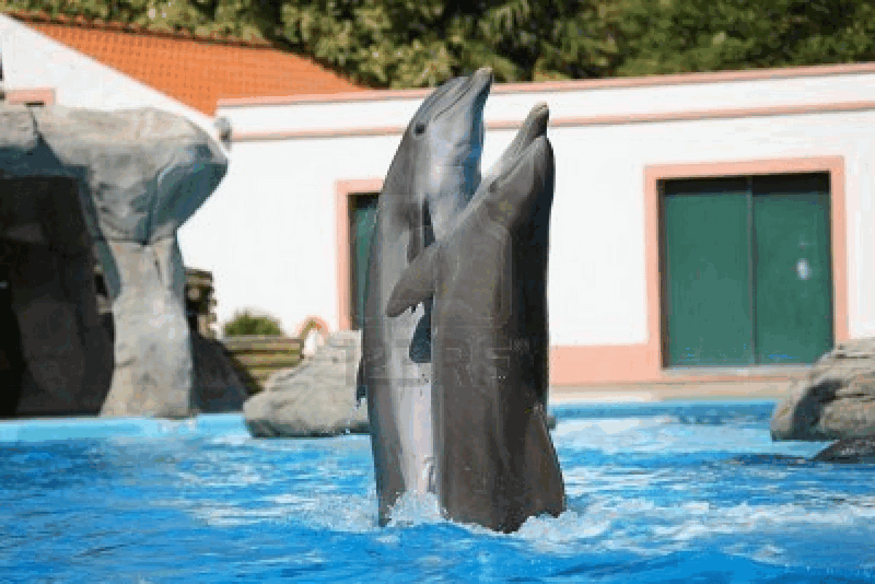 Animals World: dolphins inside water