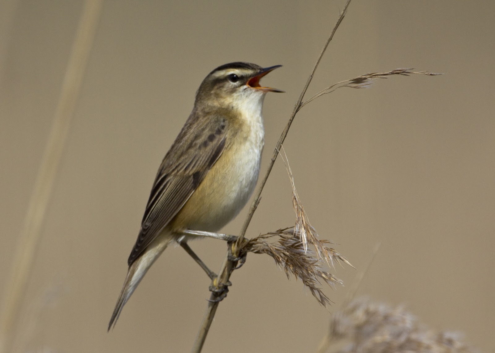 Martin's Sussex Birding Blog: Long-eared Owl and Bonelli's Warbler