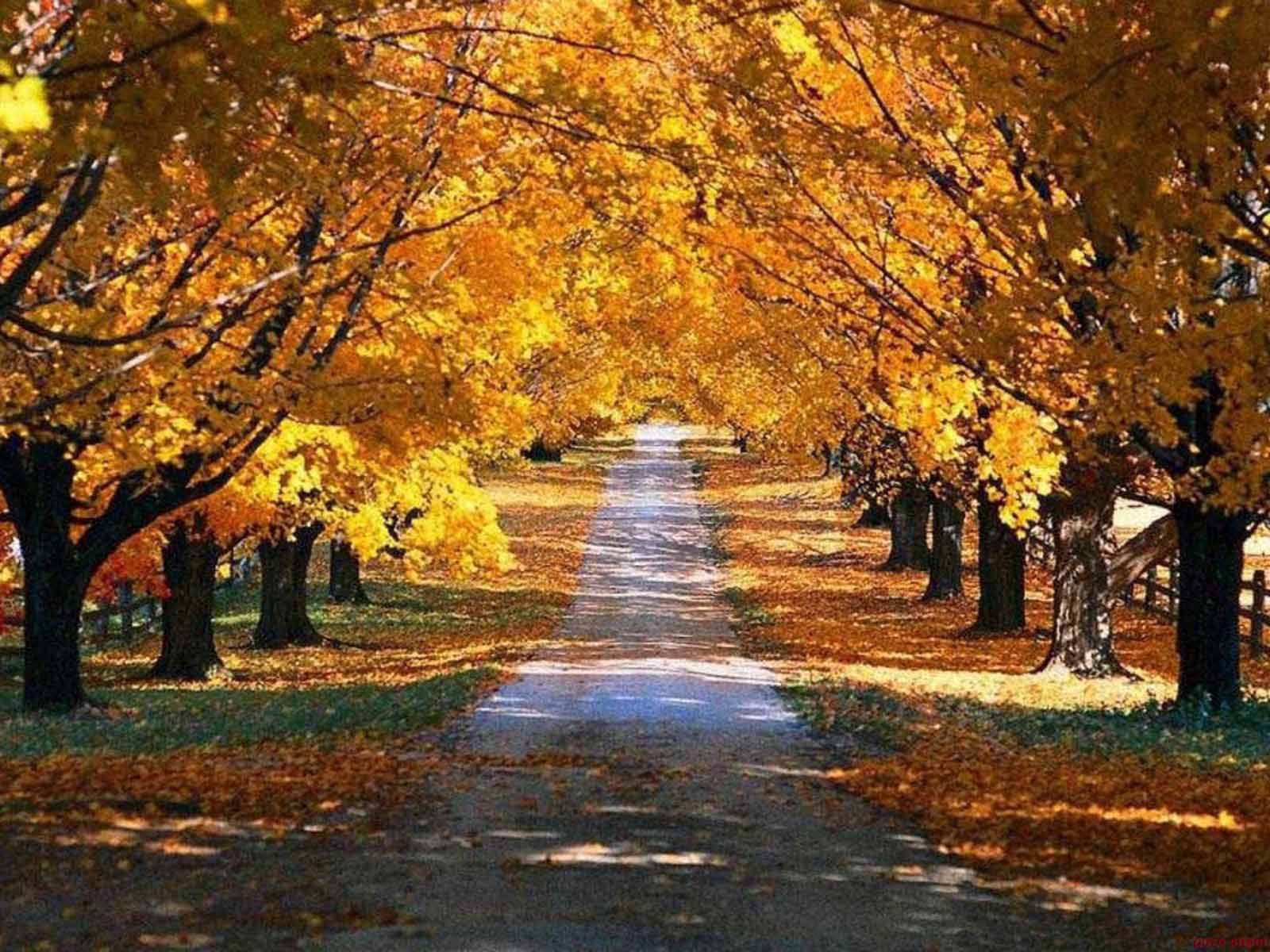 HD Wallpapers: Autumn Pictures