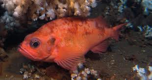 Gonefishingsweden : MINDRE KUNGSFISK