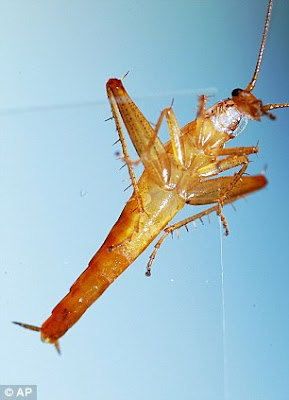 wowboom: แมลงสาบกระโดด แมลงสาบพันธุ์ใหม่ ล่าสุด (Jumping cockroach)
