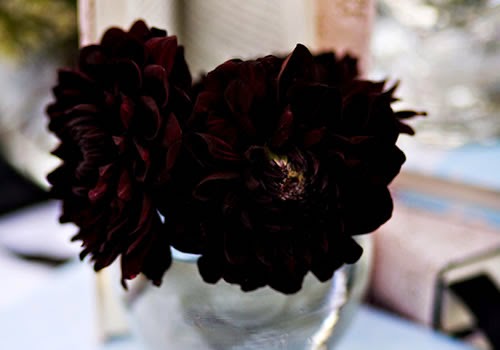 Flores Negras, parte 5 - IMÁGENES PARA WHATSAPP ® y Fotos para perfiles