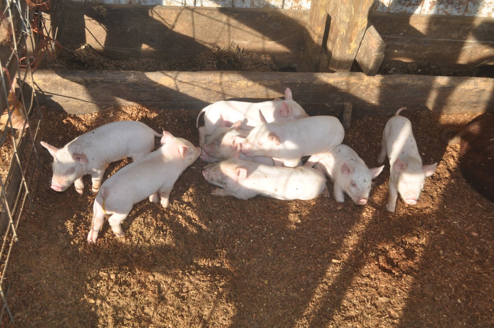 meat: Spring piglets