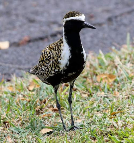 Pacific golden-plover photos | Birds of India | Bird World