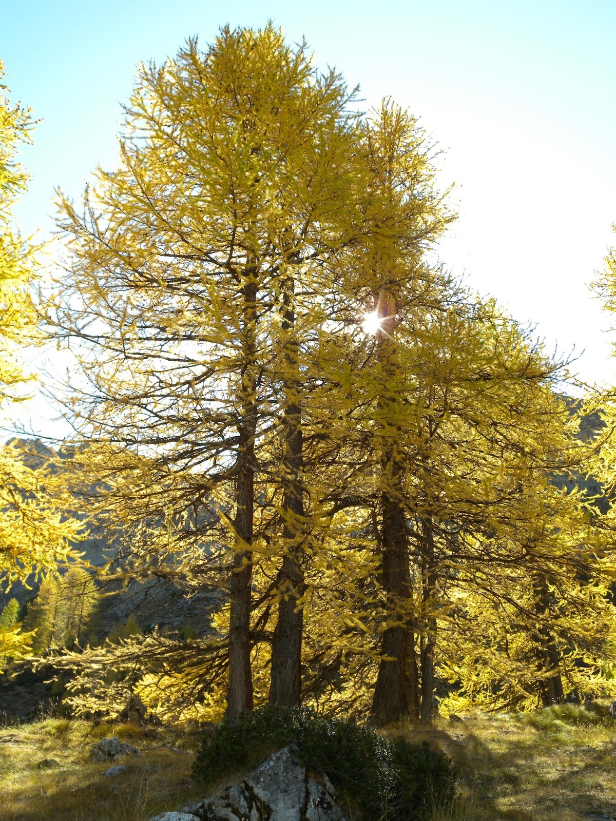Trees Planet: Larix decidua - European Larch