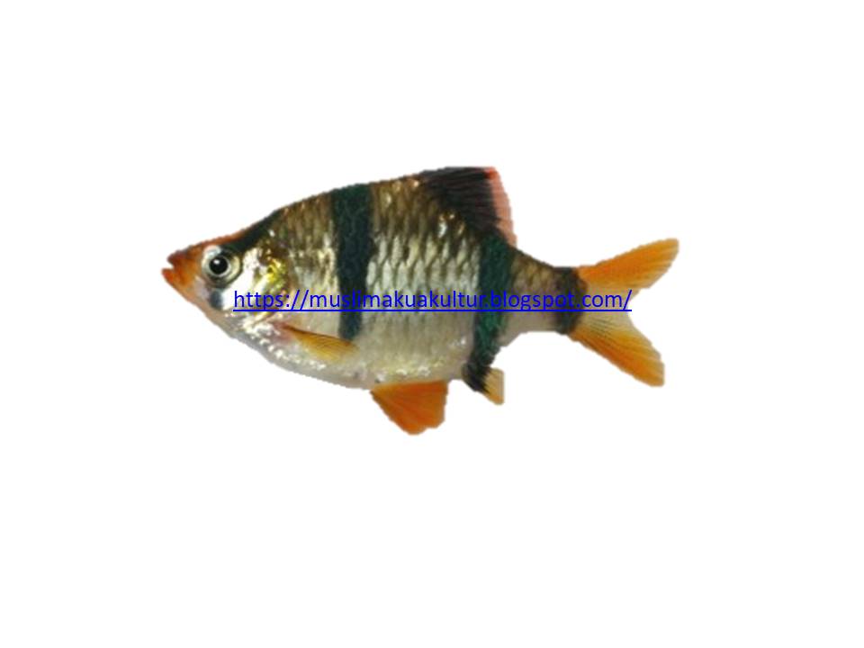 MUSLIM HOMEPAGE: Ikan sumatera (Puntius tetrazona)