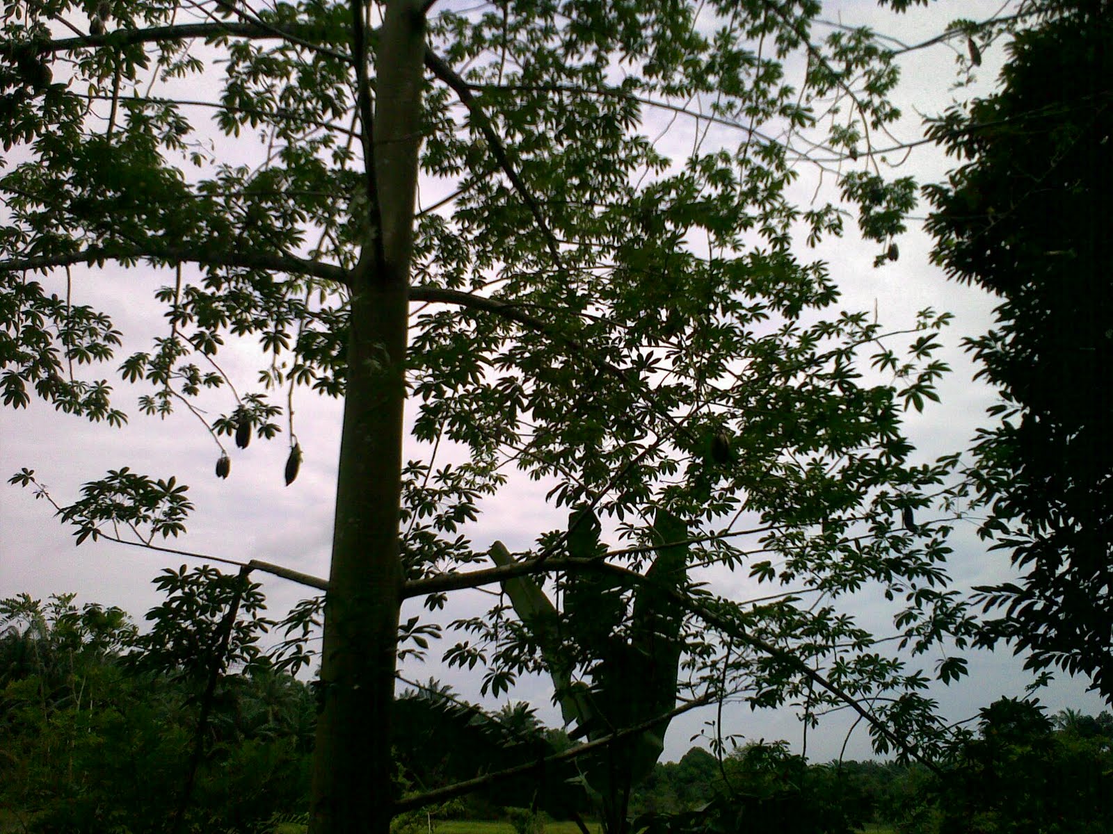 tHe cOlOurs oF mE....: Pokok kekabu