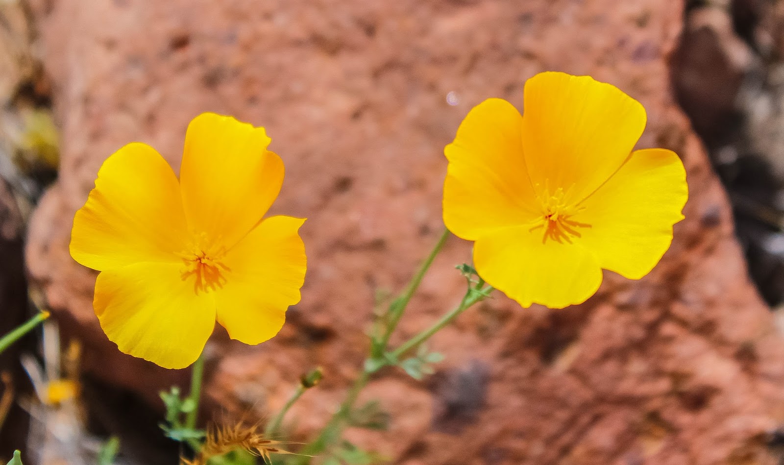 Cannundrums: Mexican Gold Poppy - 2017