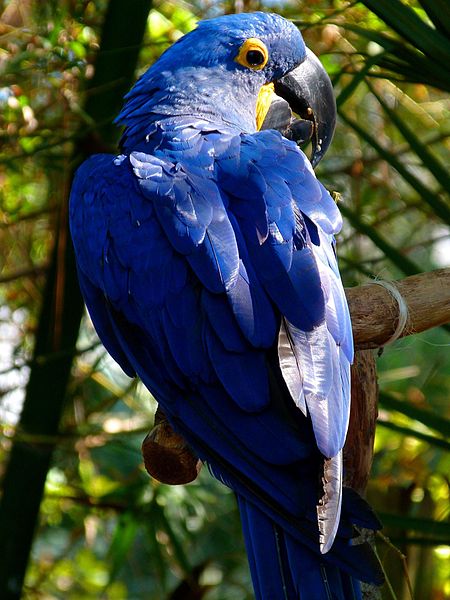 Bird Directory: Hyacinth Macaw Parrot