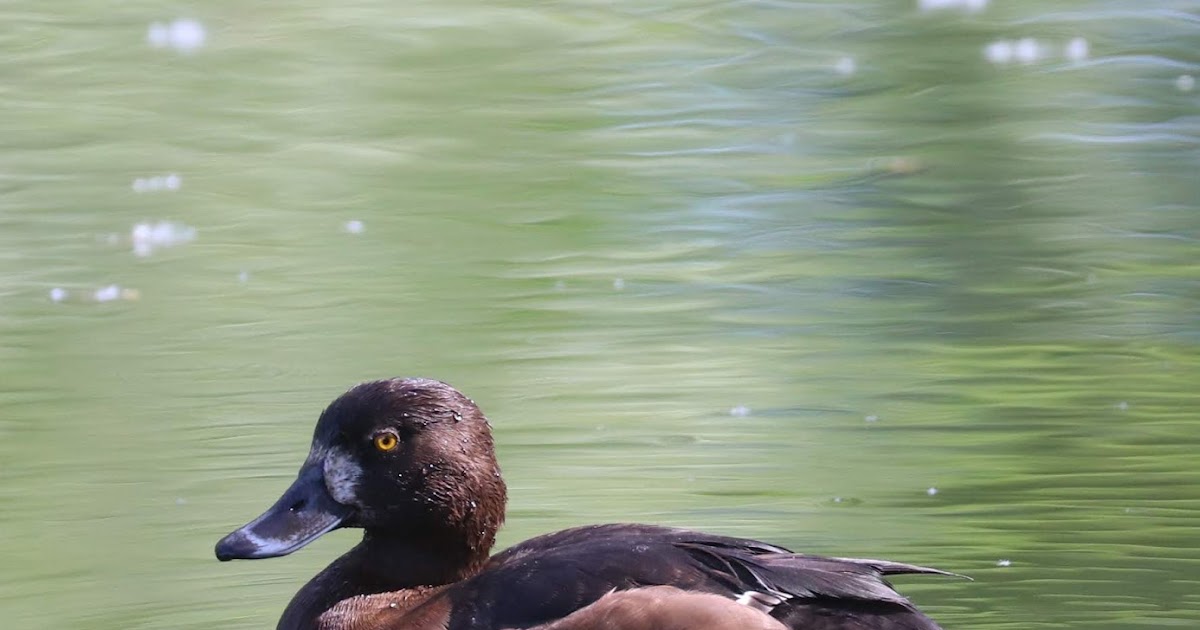 Cholsey Wildlife: Tuftie