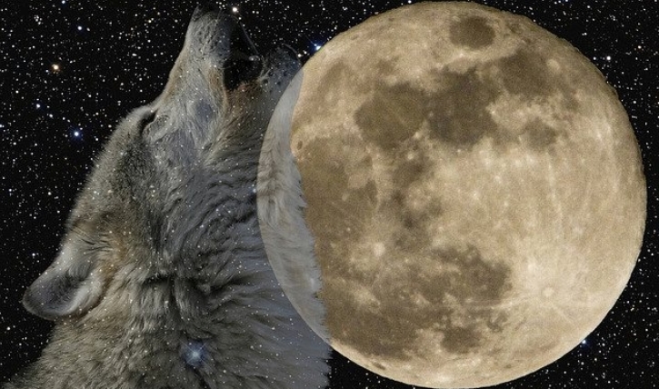 Werewolf Pictures From New Moon