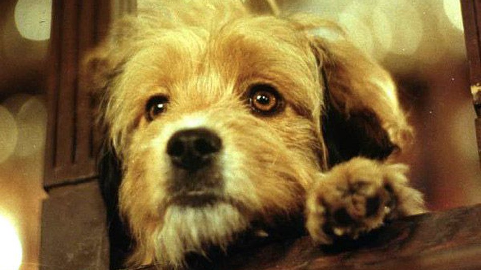 View from the Birdhouse: Dear Abby - Favorite Dog Movies: Benji