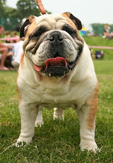 Most Beautiful Mixed Breed Dogs: Most Beautiful Bulldogs April Series
