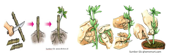 Perkembangbiakan Vegetatif Buatan - GURU SUMEDANG