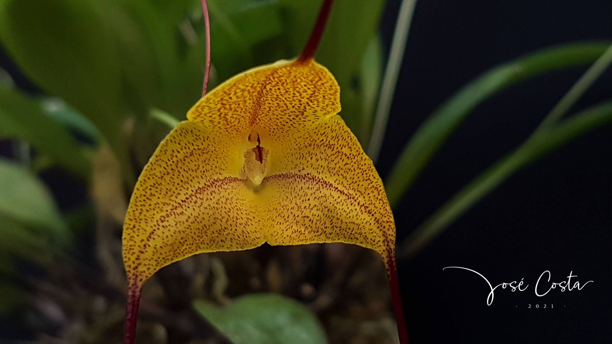 Masdevallia triangularis