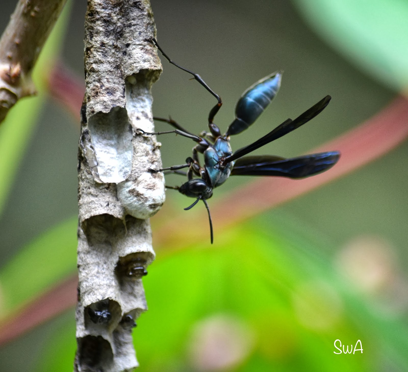 Tropical Biodiversity Santarém Pará Brasil Paper Wasp