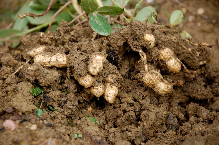 How to Grow Peanuts | Garden How