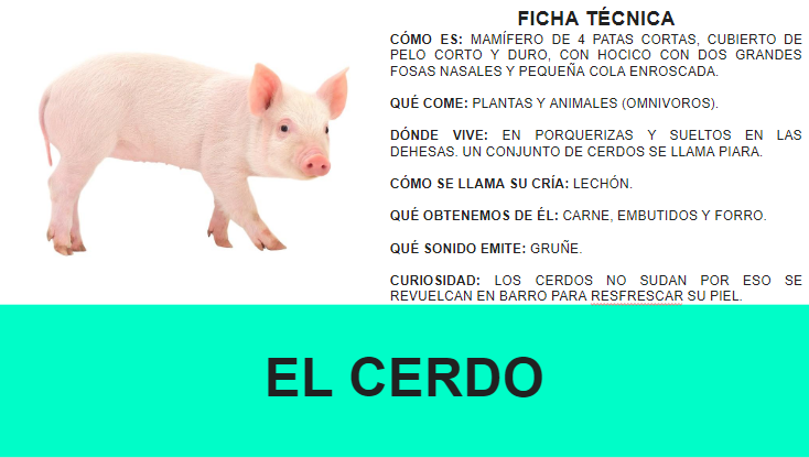 APRENDO EN CASA: INFANTIL 3 AÑOS / EL CERDO