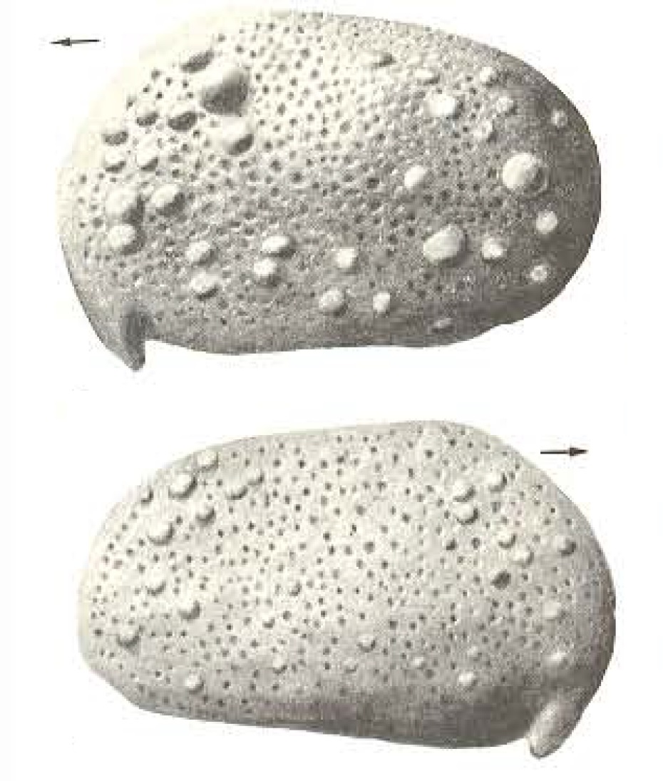 Variety of Life: Ilyocyprididae