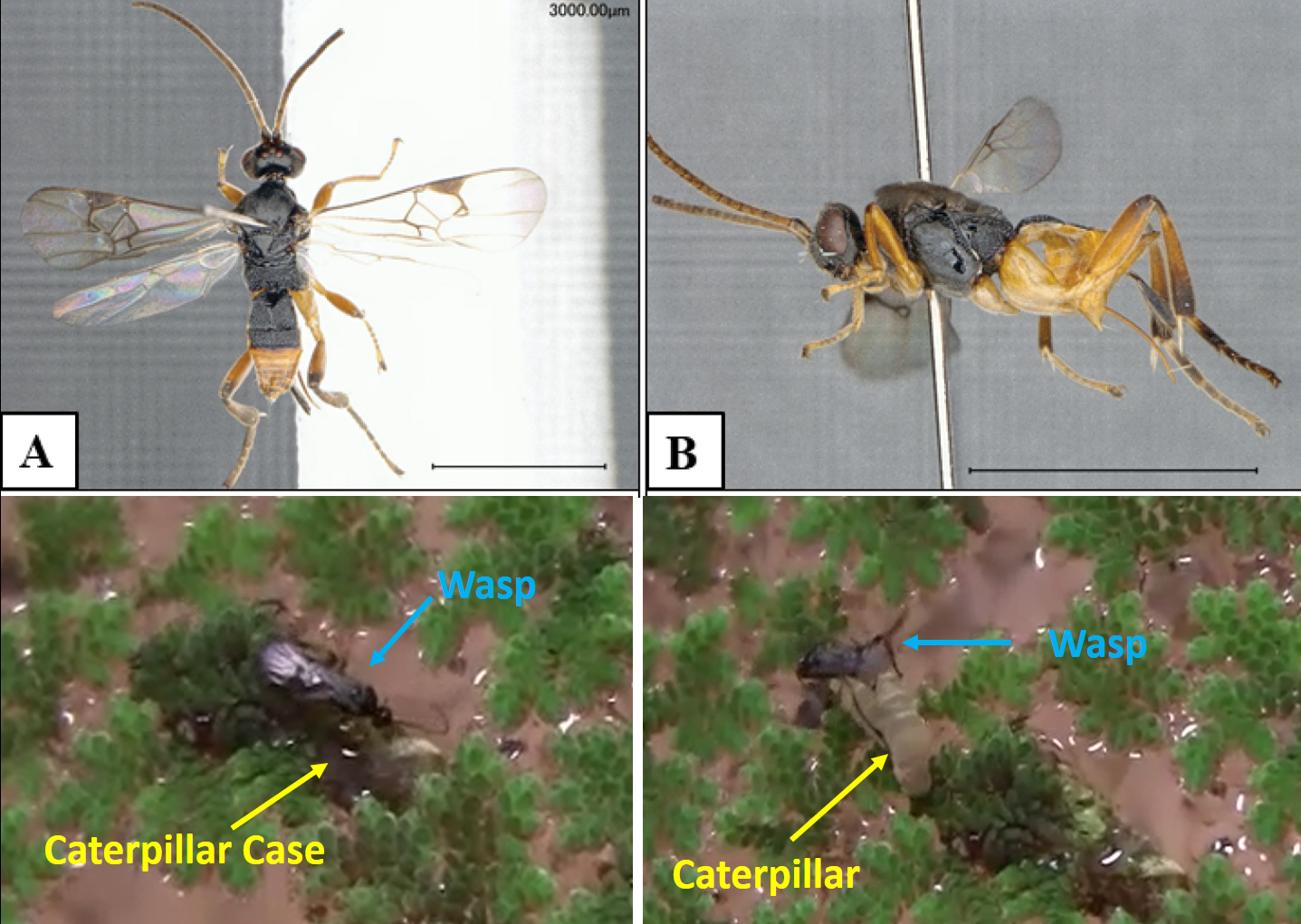 Parasite of the Day: Microgaster godzilla