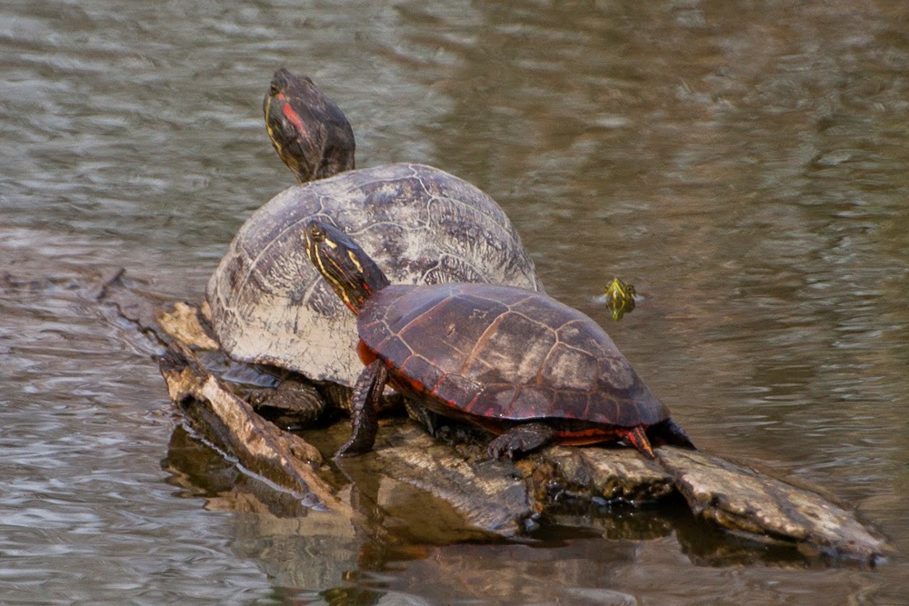 Morris Arboretum: Turtle Tips
