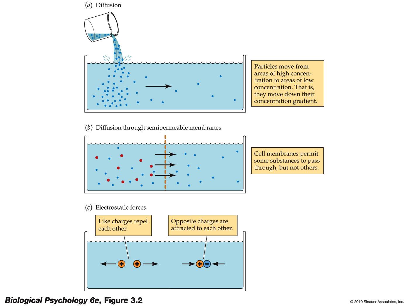 Life After Being A Student - My Mission To Learn: Neuroanatomy