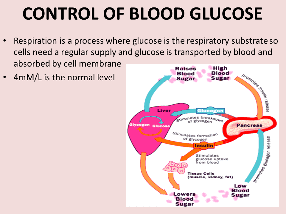 Grade 12: Chapter 3 - HOMEOSTASIS