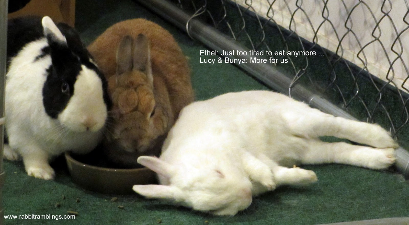 Rabbit Ramblings: RR Funny Bunny Memes