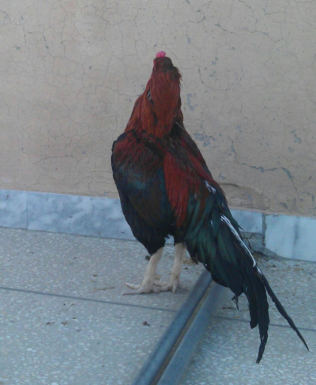 Aseel Chicken Breed | Raja Asil