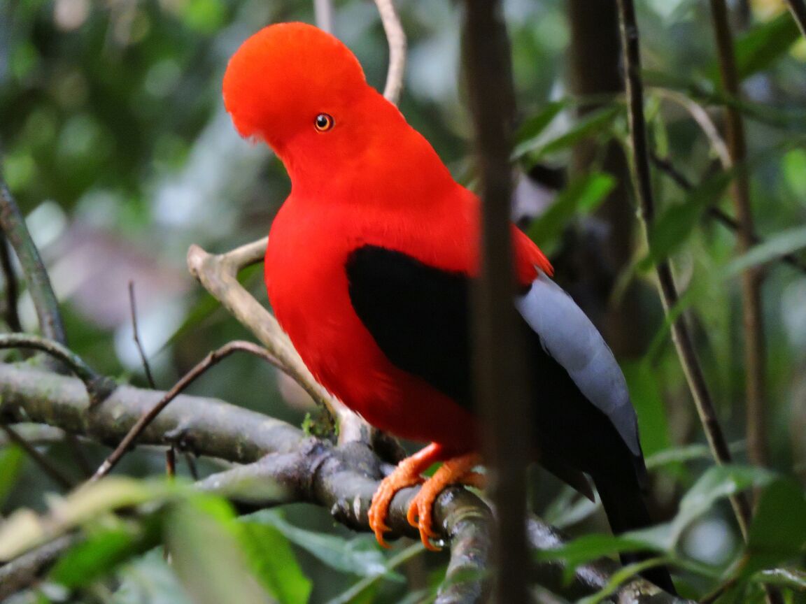 Gallito de roca andino rupicola peruviana : Gallito de roca andino ...