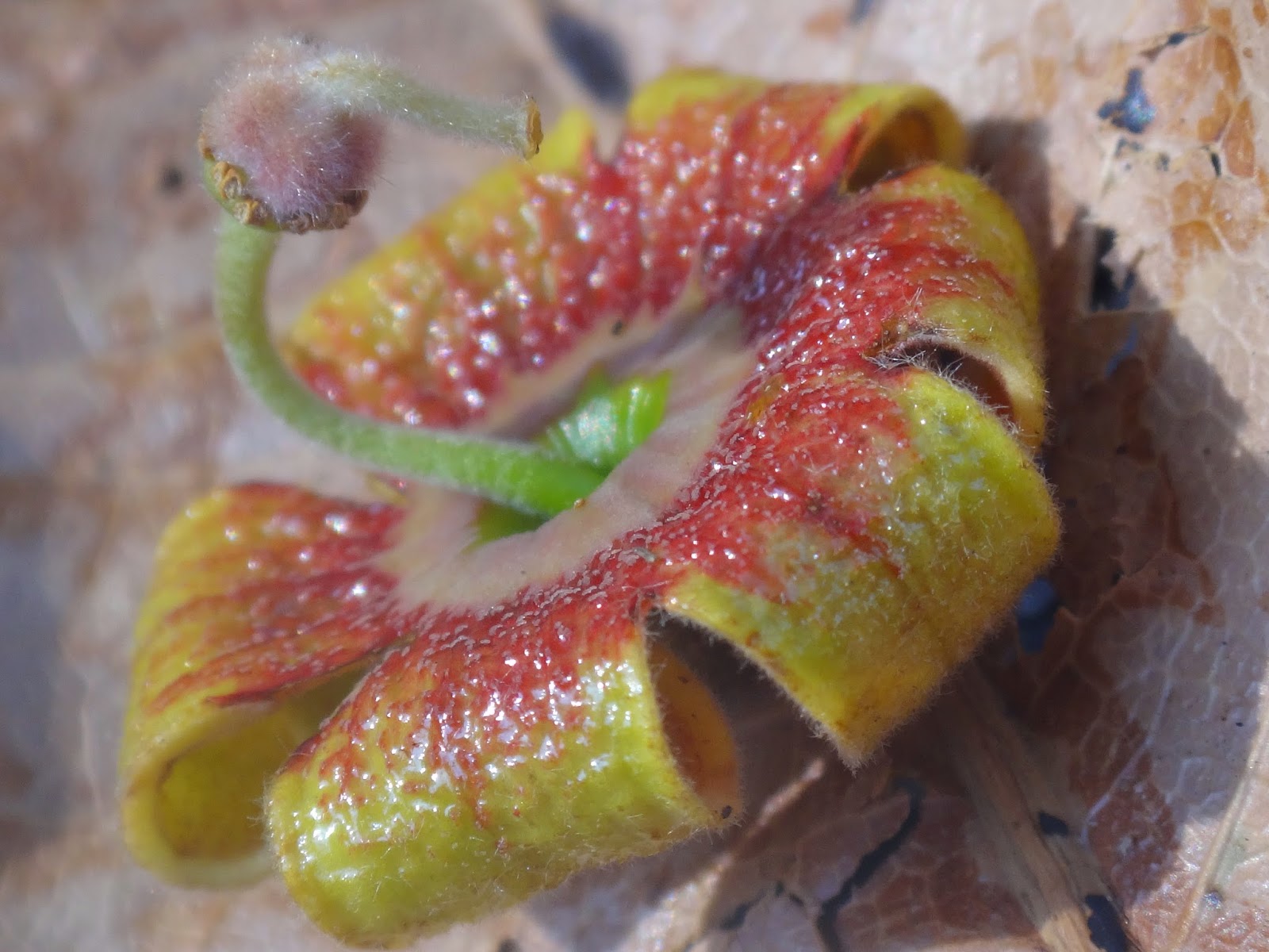 Uma flor por dia: Chichá