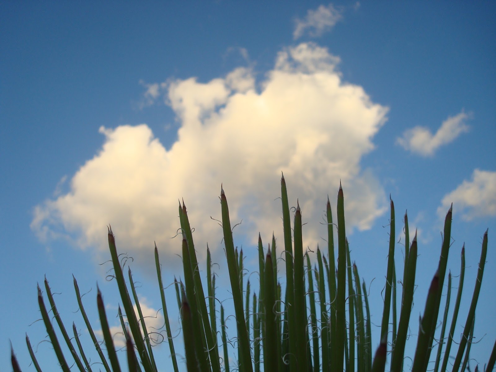 sancarlosfortin: formas de hojas de pata y cactus