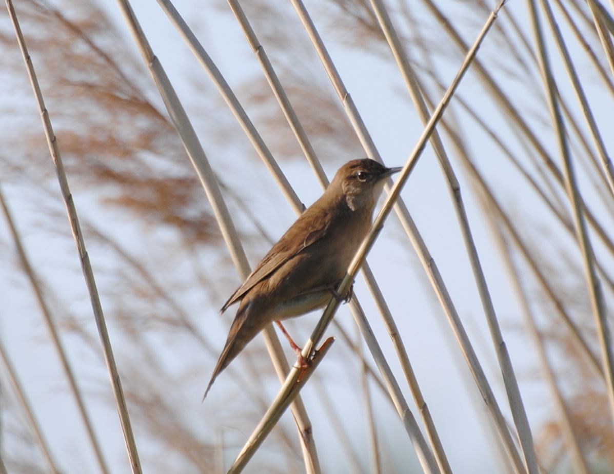 Waarneming van de dag!: Snor