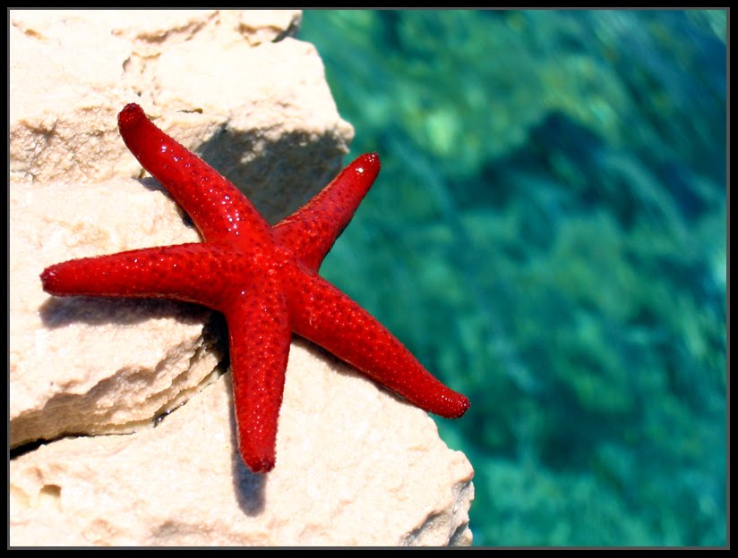 Imagini de Vara - Wallpaper Vara