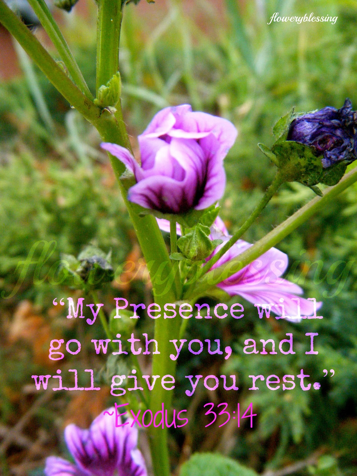 Flowery Blessing: And He said, “My Presence will go with you, and I will give you rest ...