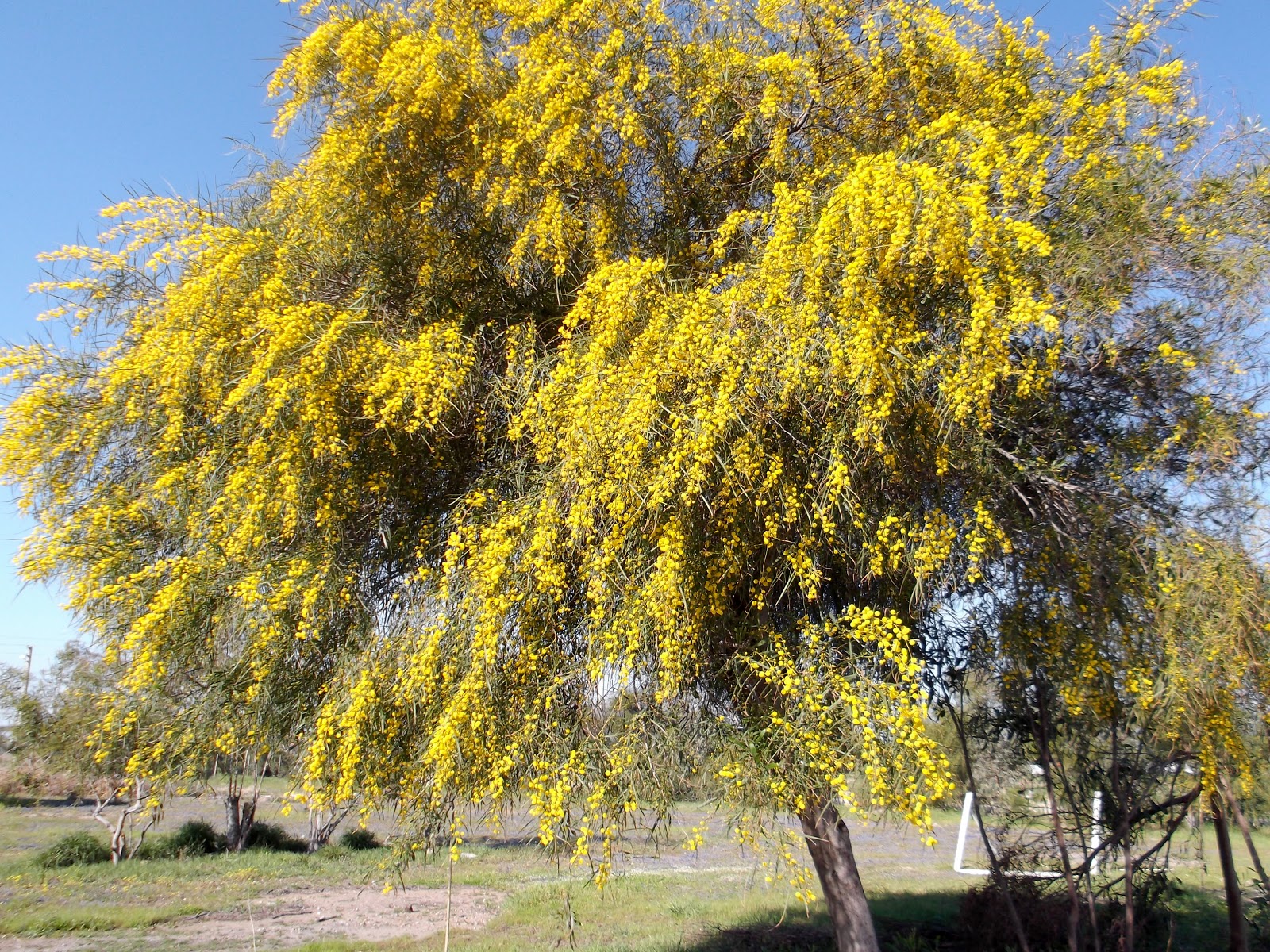 Begonvilli Ev: Mimoza Cenneti