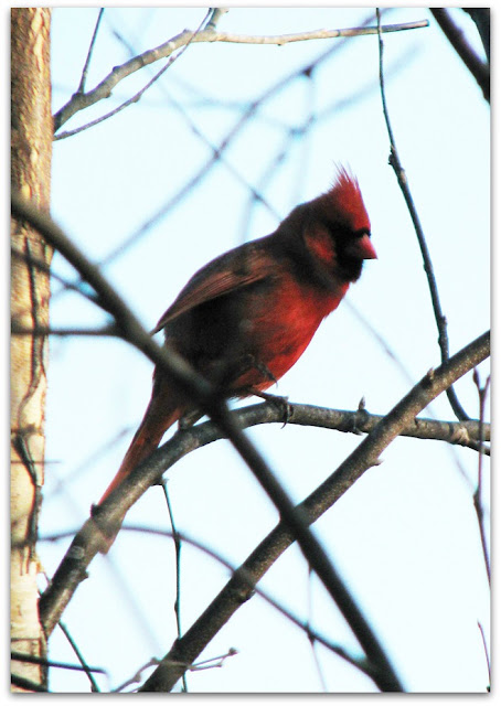 JBigg: Life in Kentucky: Looking Out the Window - The Northern Cardinal