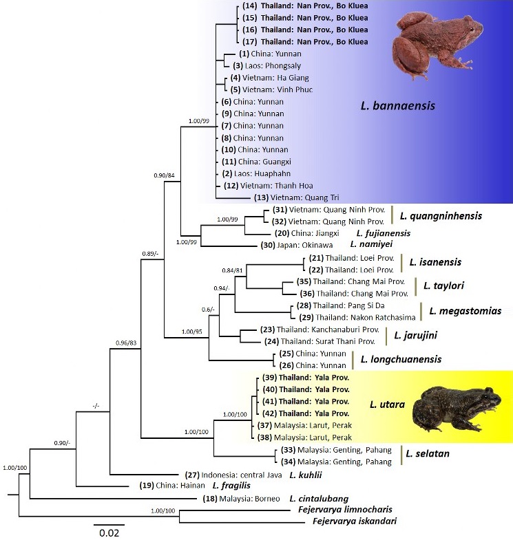 Species New to Science: [Herpetology • 2021] First Records of the ...