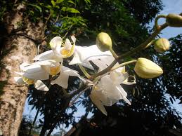BUNGA-BUNGA SYURGA TUMBUH SUBUR DI MUKA BUMI INI | Sasteraku Duniaku