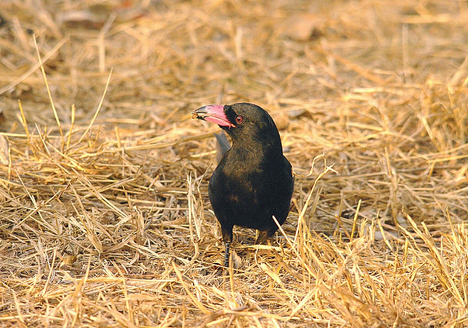 DavesBirdingDiary: Piapiac ( Juvenile ) ( Ptilostomus afer )