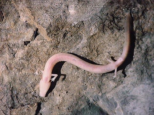 Olm