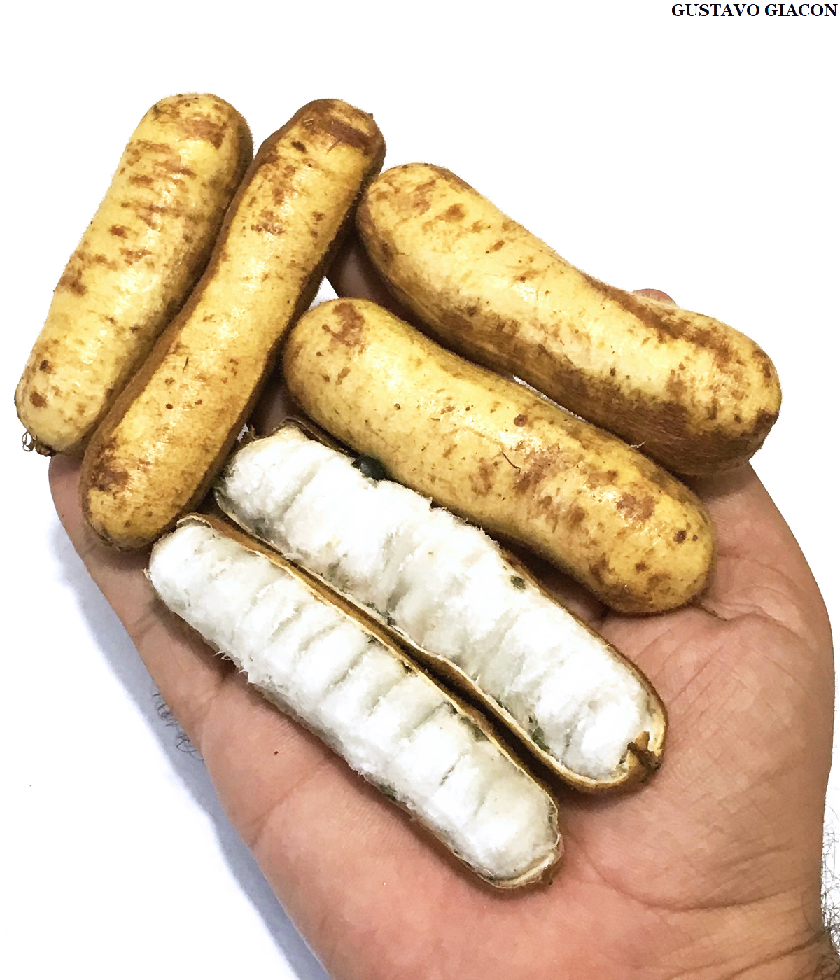 Viveiro Ciprest - Plantas Nativas e Exóticas: Ingá Cabeludo Anão de ...