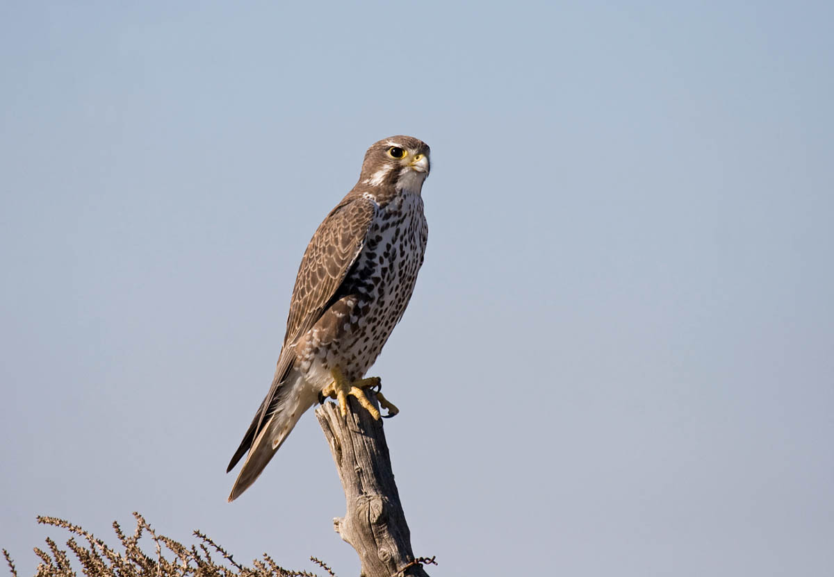 Close encounter with a Prairie Falcon on the Carrizo Plain - Greg in ...