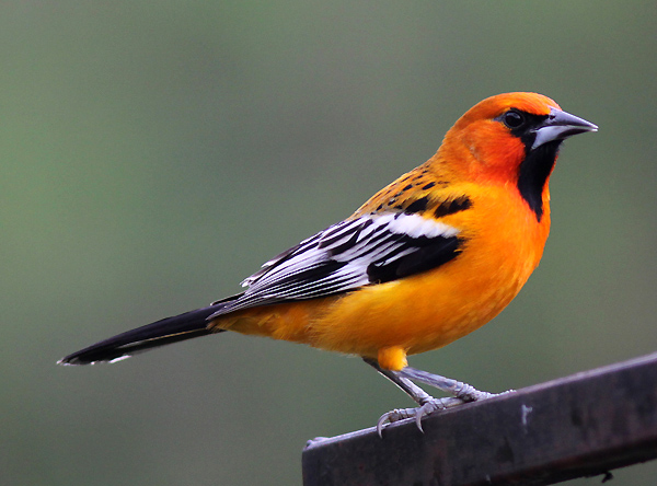 Bellas Aves de El Salvador: Icterus pustulatus (chiltota de espalda ...